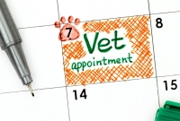 Cloud Based Veterinary Practice Software | IDEXX Veterinary Software