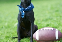 Neo Cloud Based Veterinary Software | IDEXX Veterinary Software