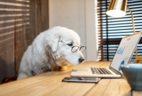 Neo Cloud Based Veterinary Software | IDEXX Veterinary Software