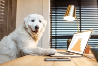Neo Cloud Based Veterinary Software | IDEXX Veterinary Software