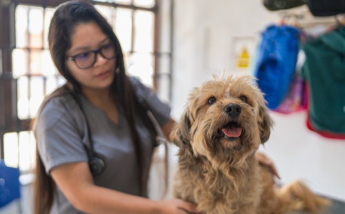 Top 6 Neo features released in 2025 | IDEXX Software