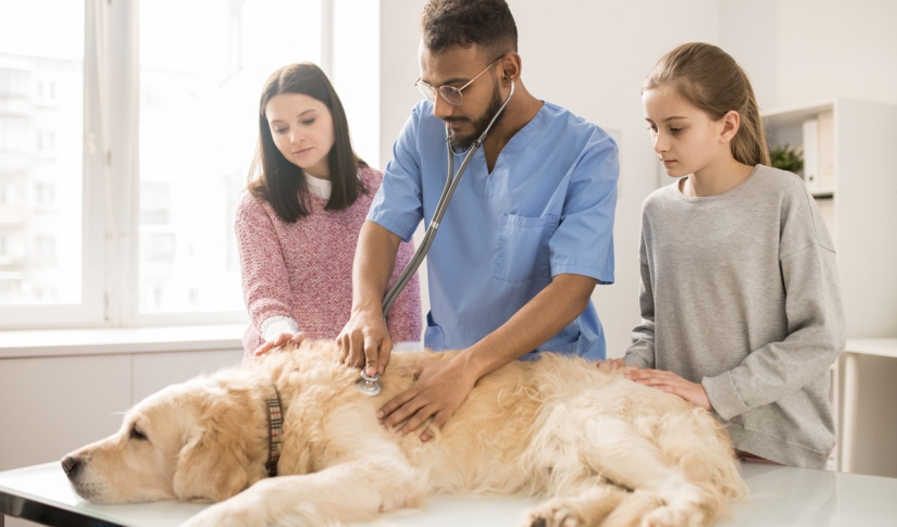 How to Handle the Loss of Veterinary Patients | IDEXX Software
