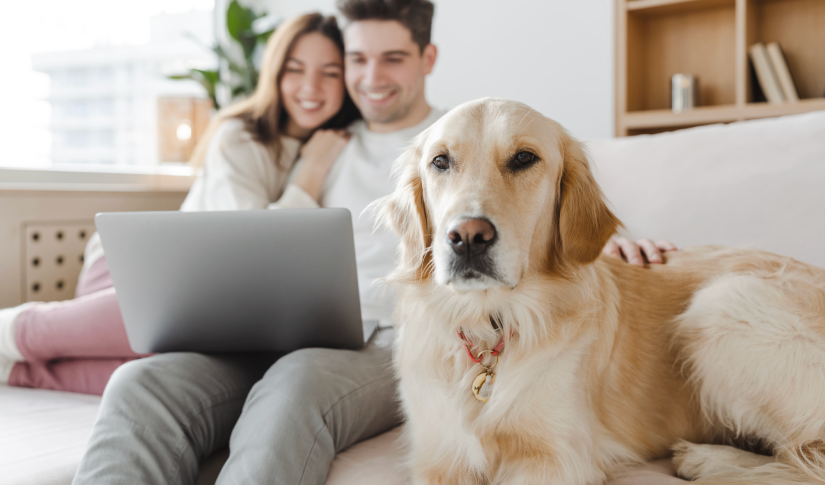 Cloud Based Veterinary Practice Software | IDEXX Veterinary Software